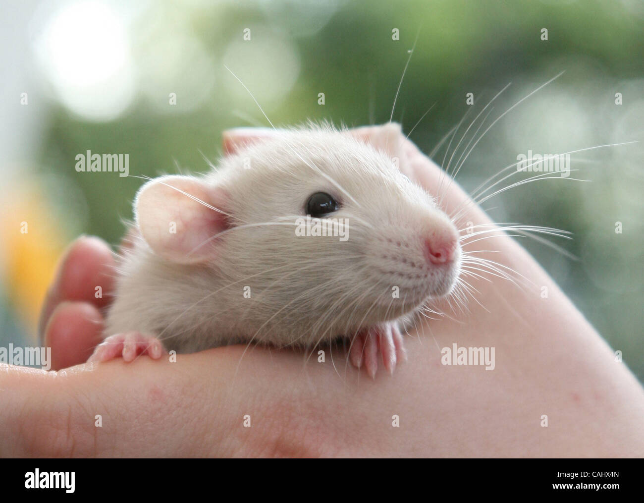 According to the Chinese Zodiac, the Year of 2008 is a Year of the Rat ...