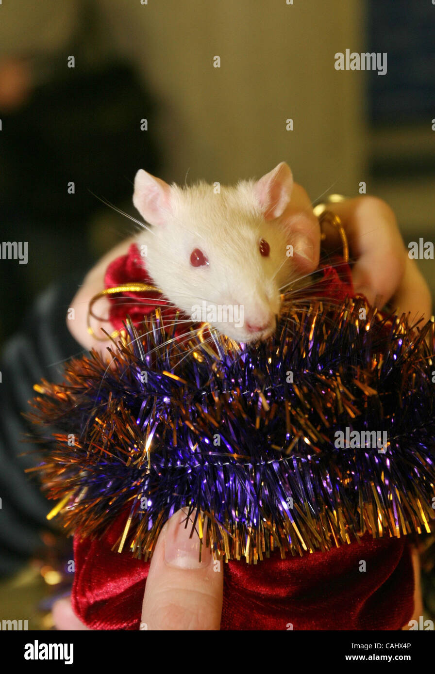 According to the Chinese Zodiac, the Year of 2008 is a Year of the Rat ...