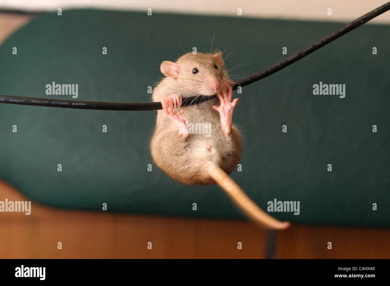 According to the Chinese Zodiac, the Year of 2008 is a Year of the Rat ...
