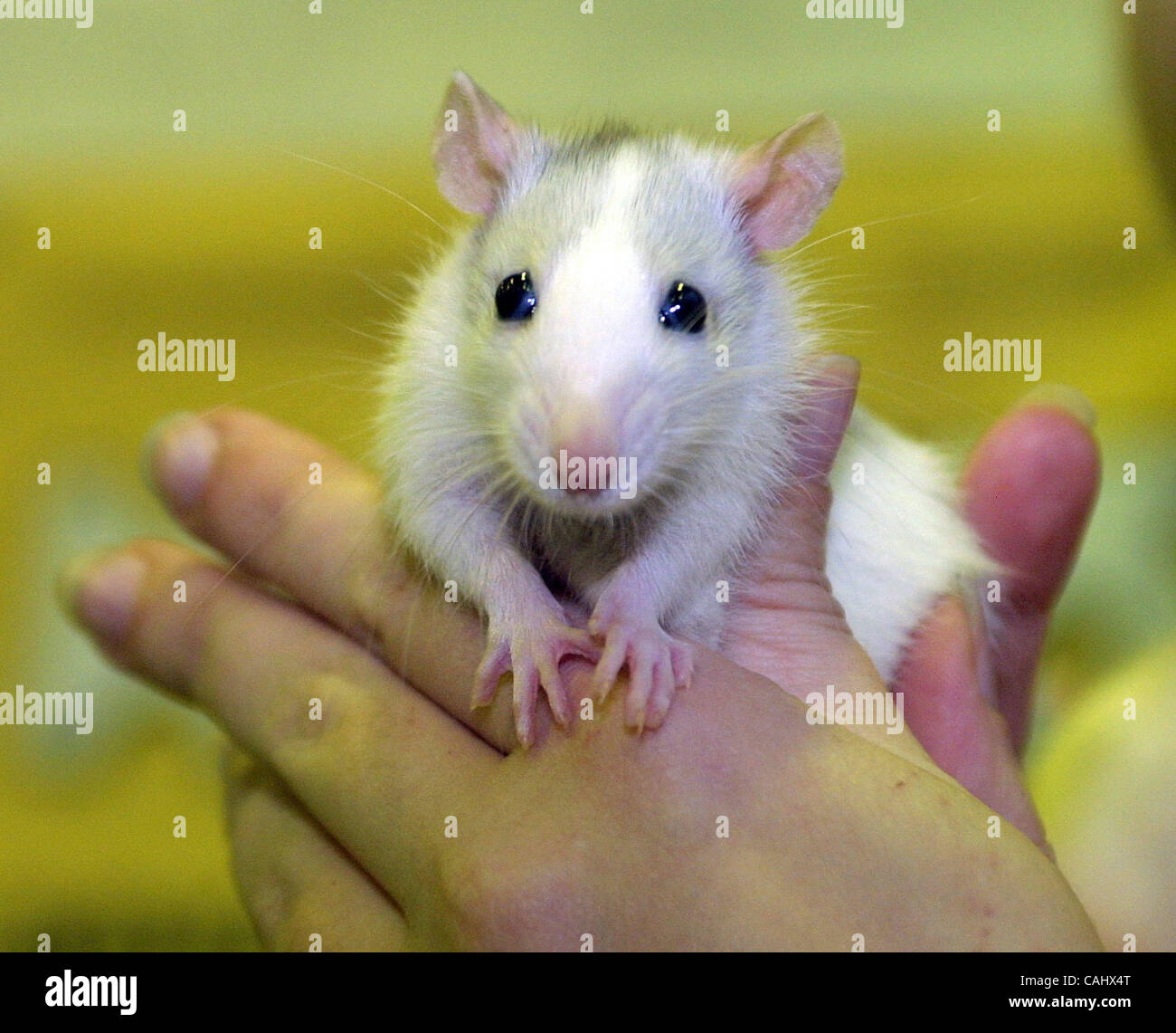 According to the Chinese Zodiac, the Year of 2008 is a Year of the Rat ...