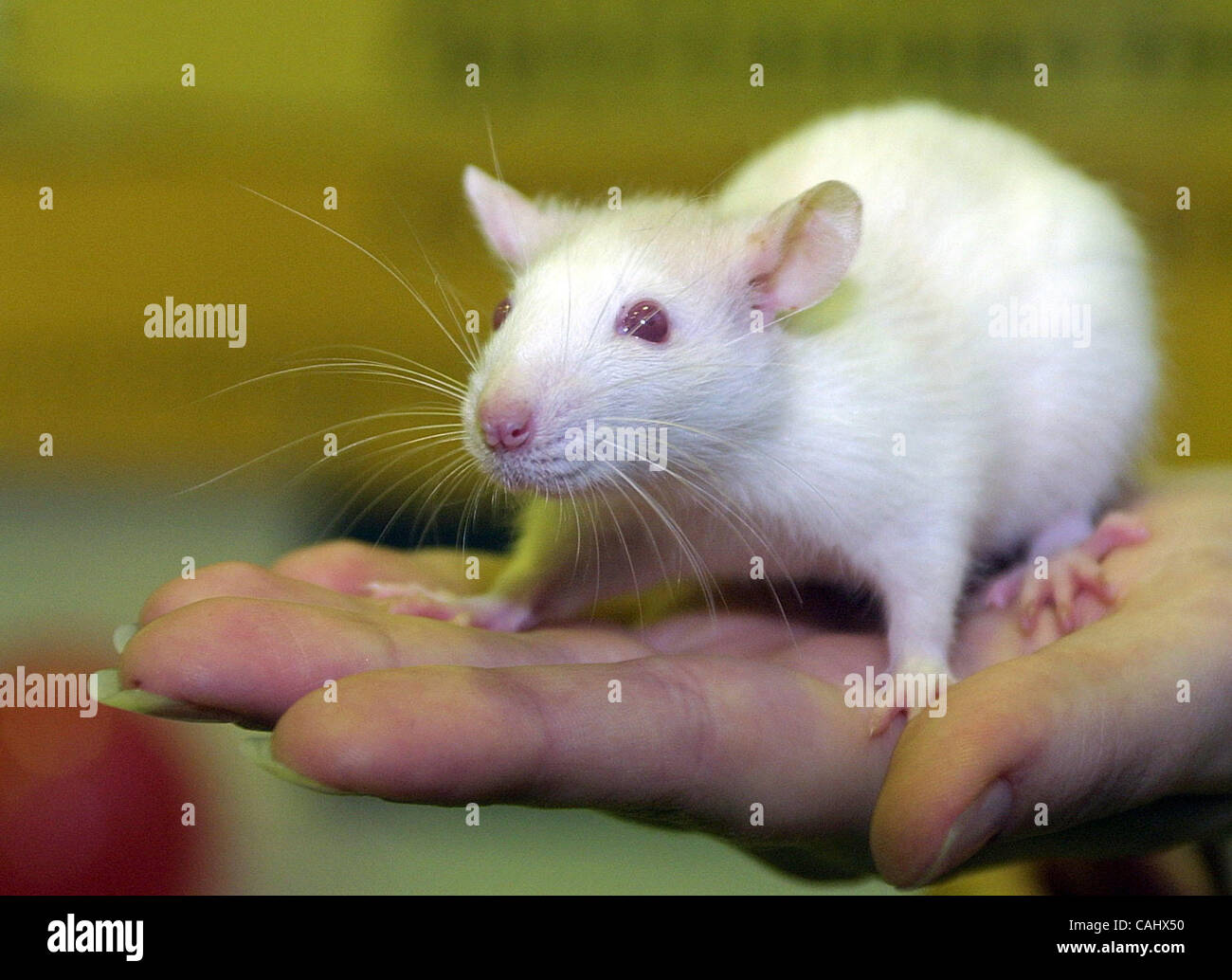 According to the Chinese Zodiac, the Year of 2008 is a Year of the Rat ...
