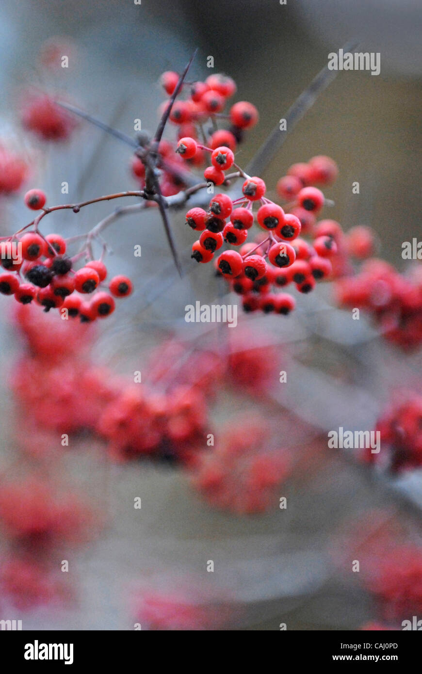 A Washington Hawthorn bares red berries at Storer Garden of the UC ...