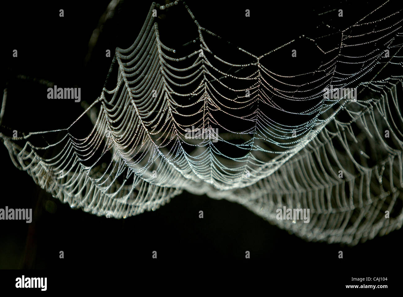 122907 tc met 2of2 spider 0047119A Meghan McCarthy/The Palm Beach Post ...