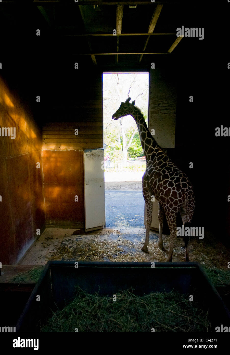 SECOND PHOTO -- A female giraffe named, Valentine, stands inside the ...