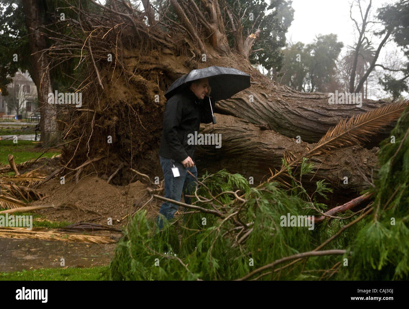 A passerby walks around an uprooted tree at John C. Fremont Park corner ...