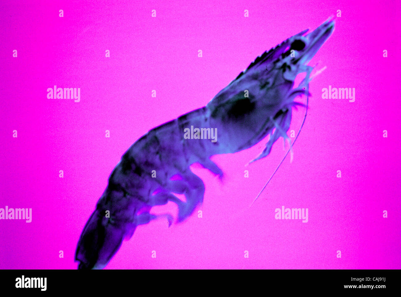 True shrimp hi-res stock photography and images - Alamy