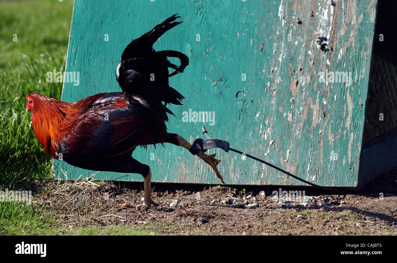 A rooster tugs on his tether as he and hundreds of others remain at a ...