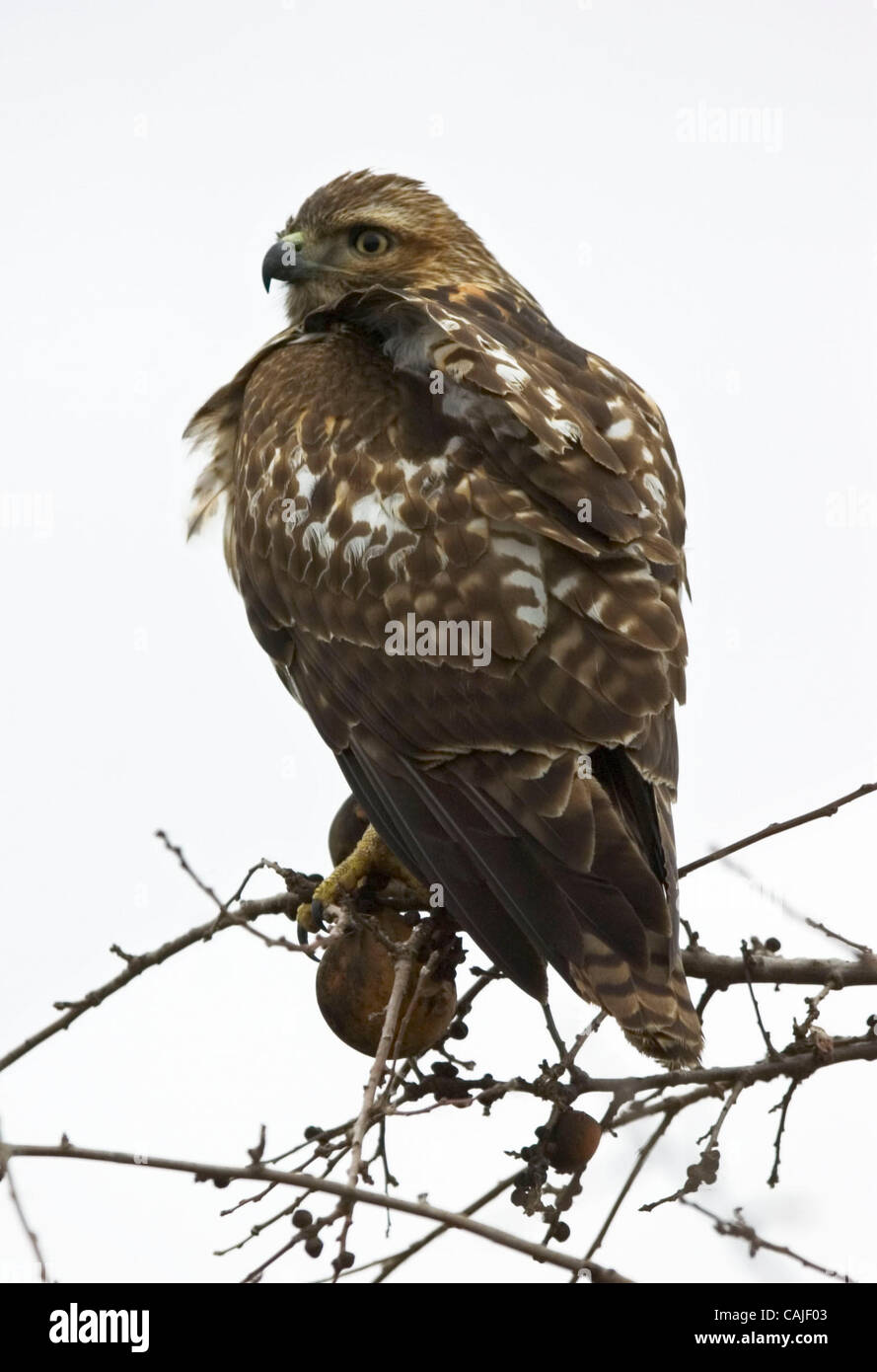 Red Tailed Hawk 12 High Resolution Stock Photography and Images - Alamy