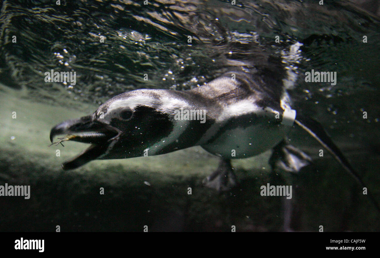 A penguin swallows a fish just feed to him by zoo employee Kat Mroz at ...