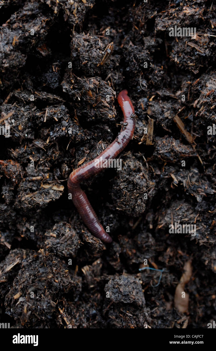 Red worms are part of the breakdown process in composting, December 4 ...