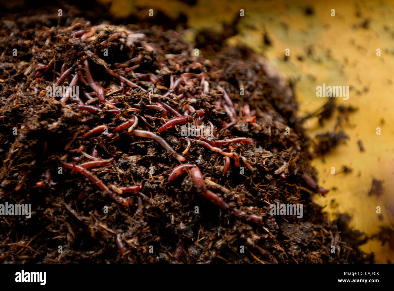 Red worms are collected with a worm harvester at a worm farm in Galt ...