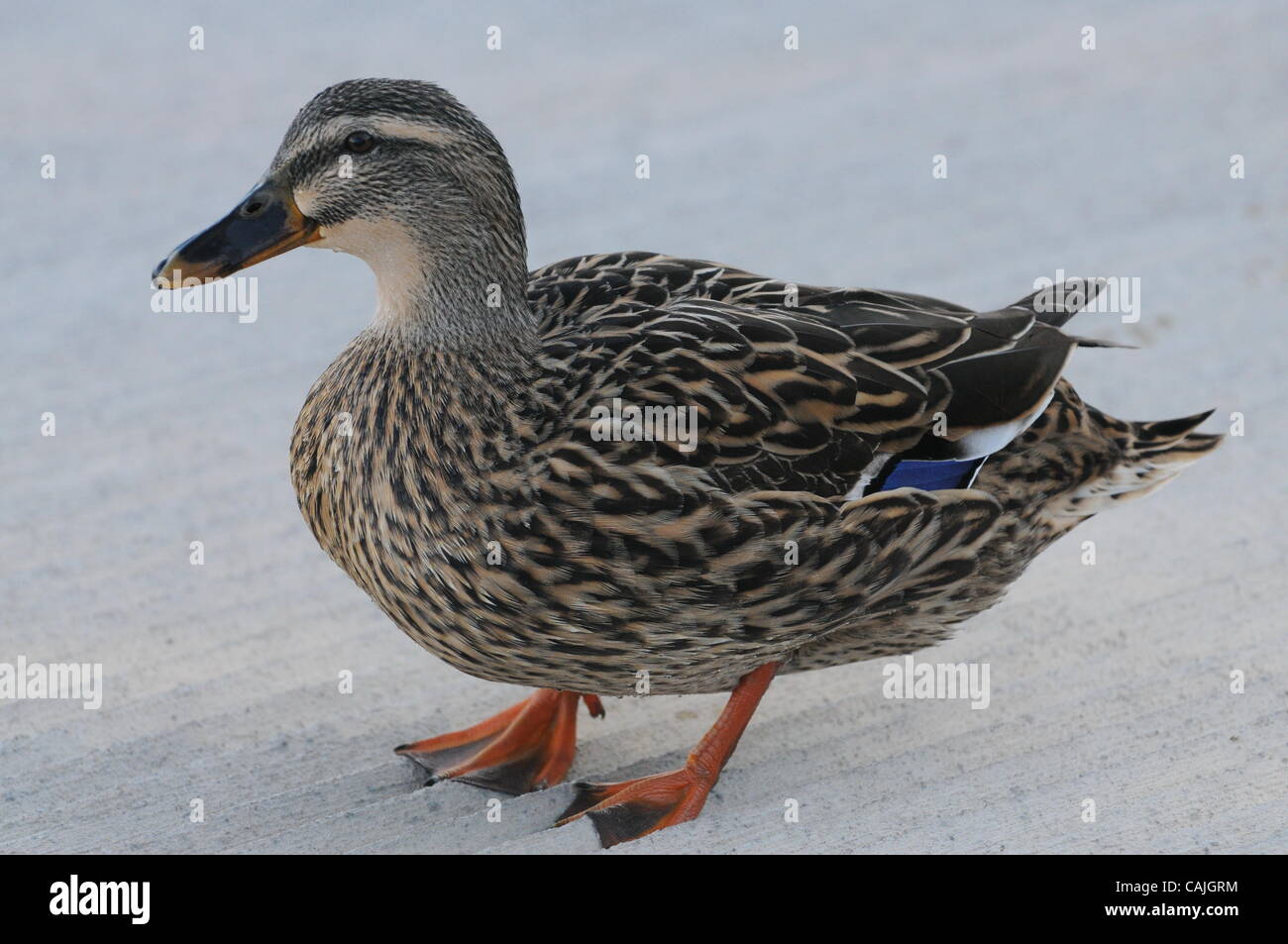 A Mallard Duck seen at the dock at Lake Cachuma in Santa Barbara,CA. on ...