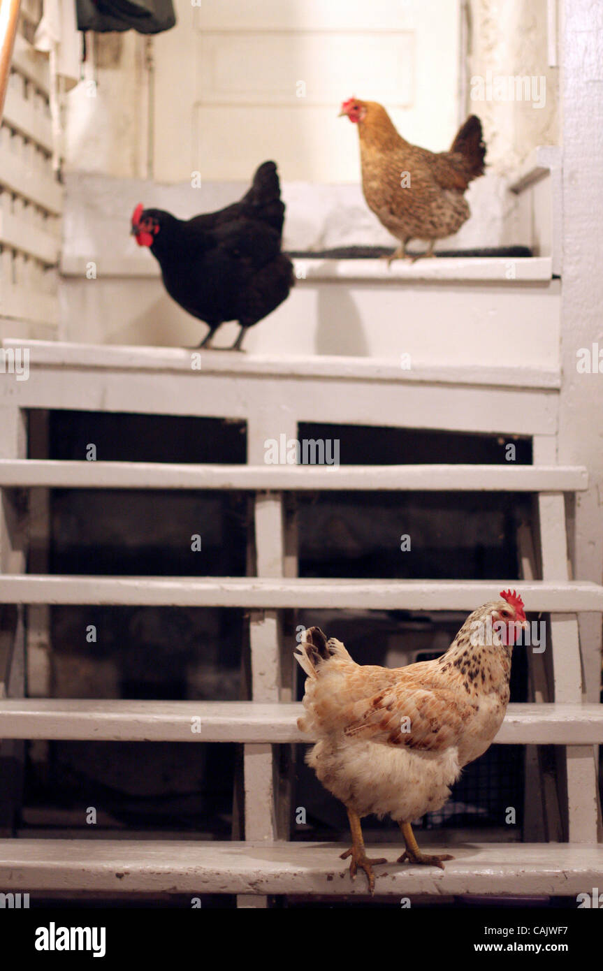 MINNEAPOLIS - 9/26/07 - Chicken Run Rescue is the pet project of Mary ...