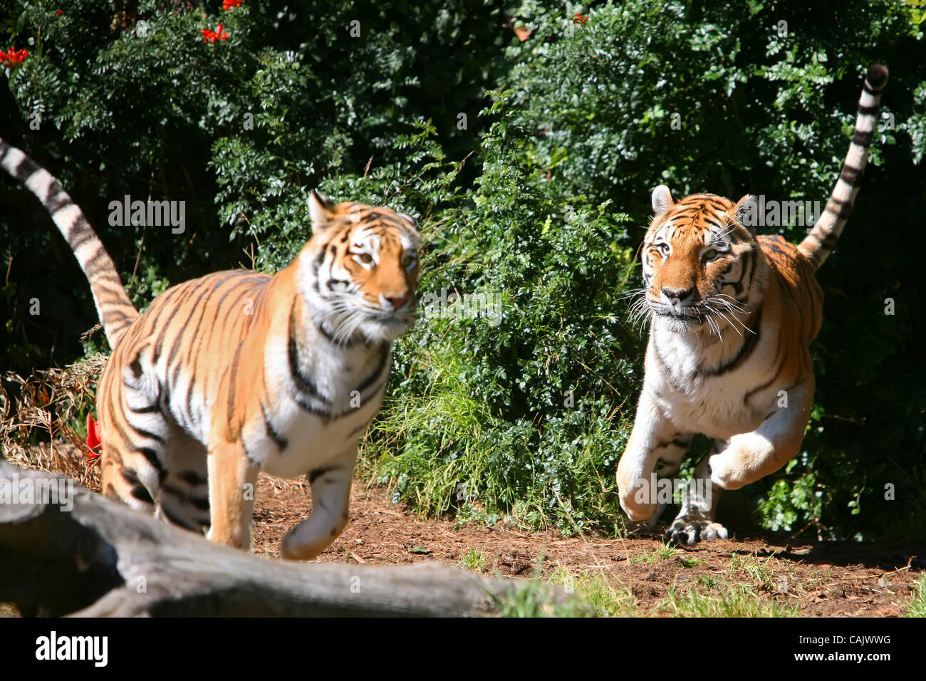 San francisco zoo tiger hi-res stock photography and images - Alamy