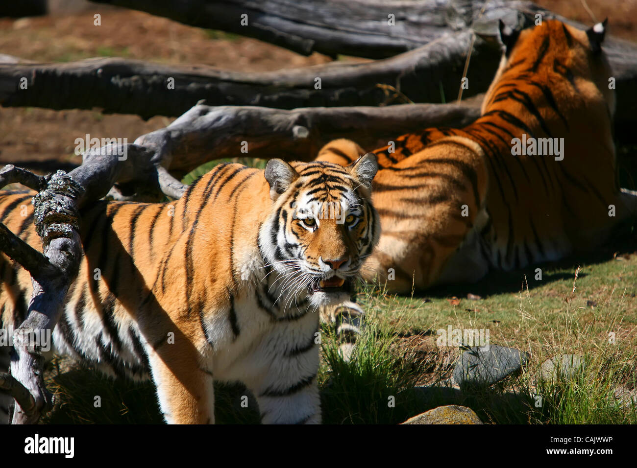 Tatiana The Tiger