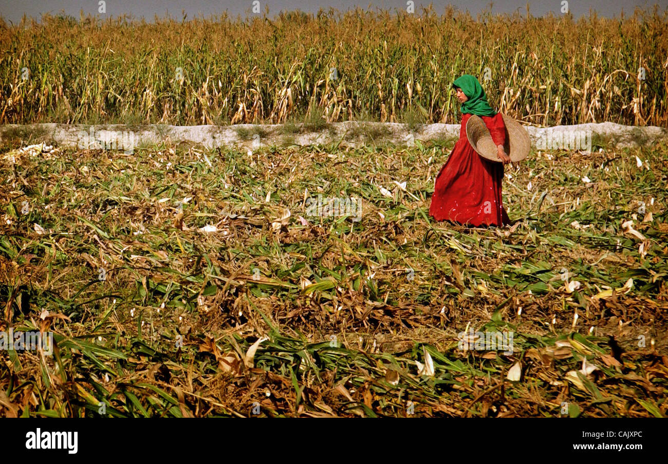 Oct 01, 2007 - Khost, Afghanistan - An Afghan girl works on harvesting ...