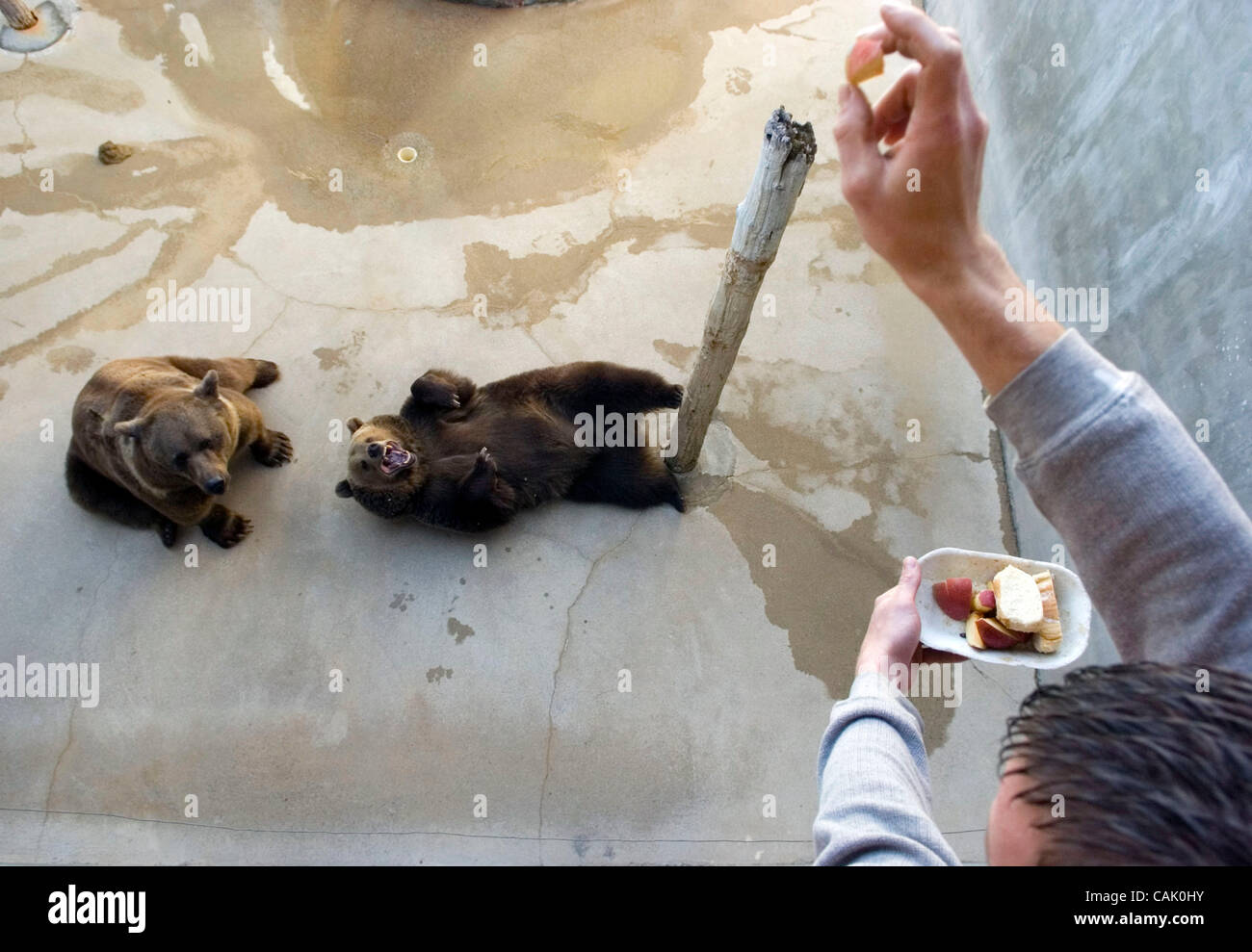 HELEN, GA - NOVEMBER 3: A visitor feeds a pair of bears at the Black ...