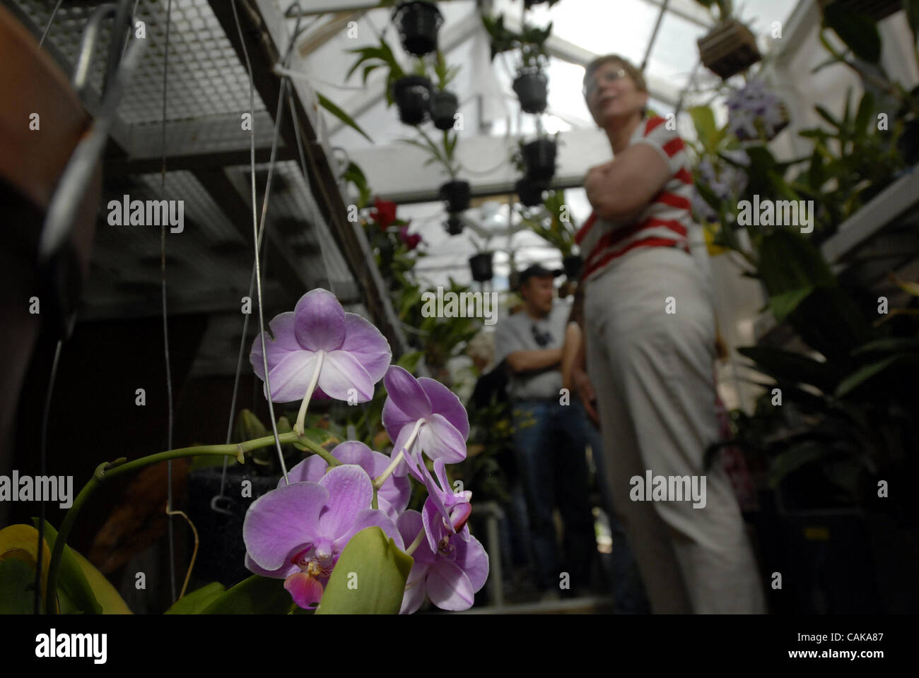 A Phalaenopsis Kathleen Barrett blooms in Kathy Barrett's backyard ...