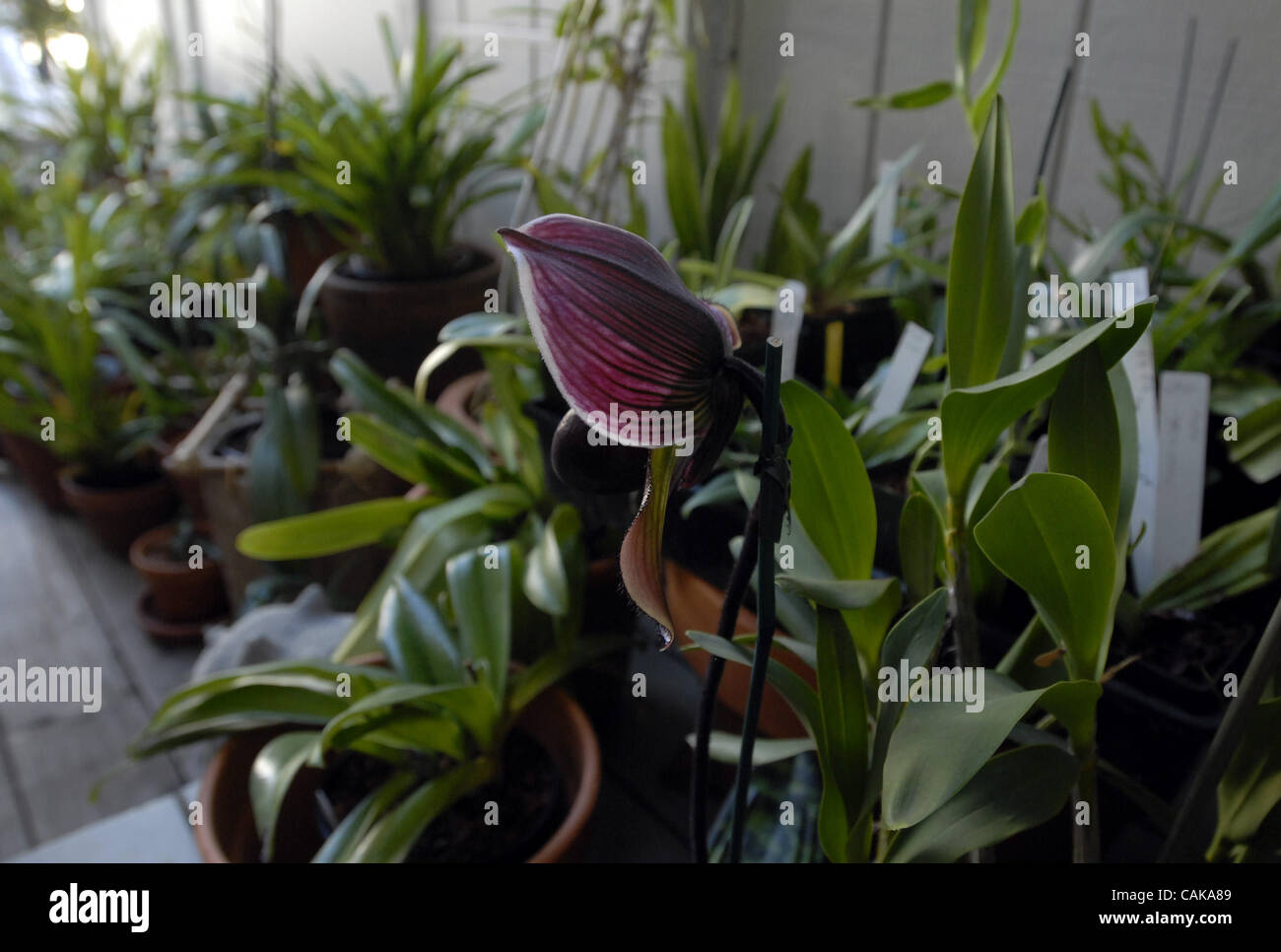 Orchids bloom in the courtyard potted garden of Diana Vavrek in ...