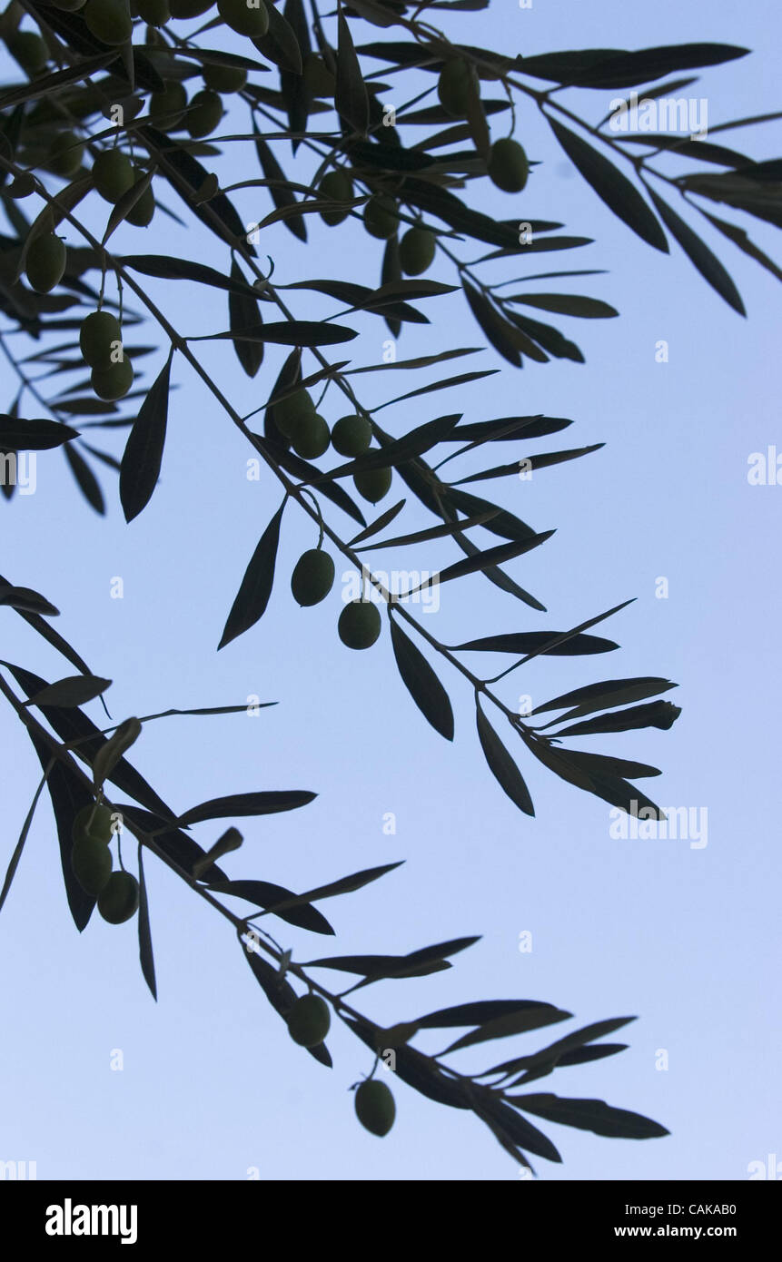 Mission olive hi-res stock photography and images - Alamy