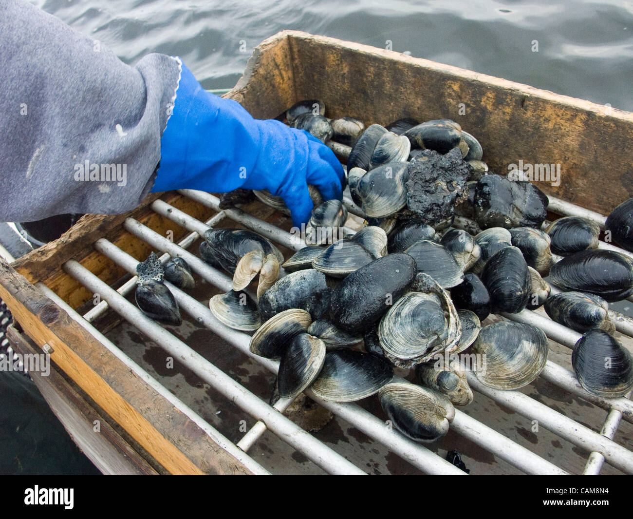 Quahogs (shellfish) caught by Bill Bergan at work raking for clams in ...