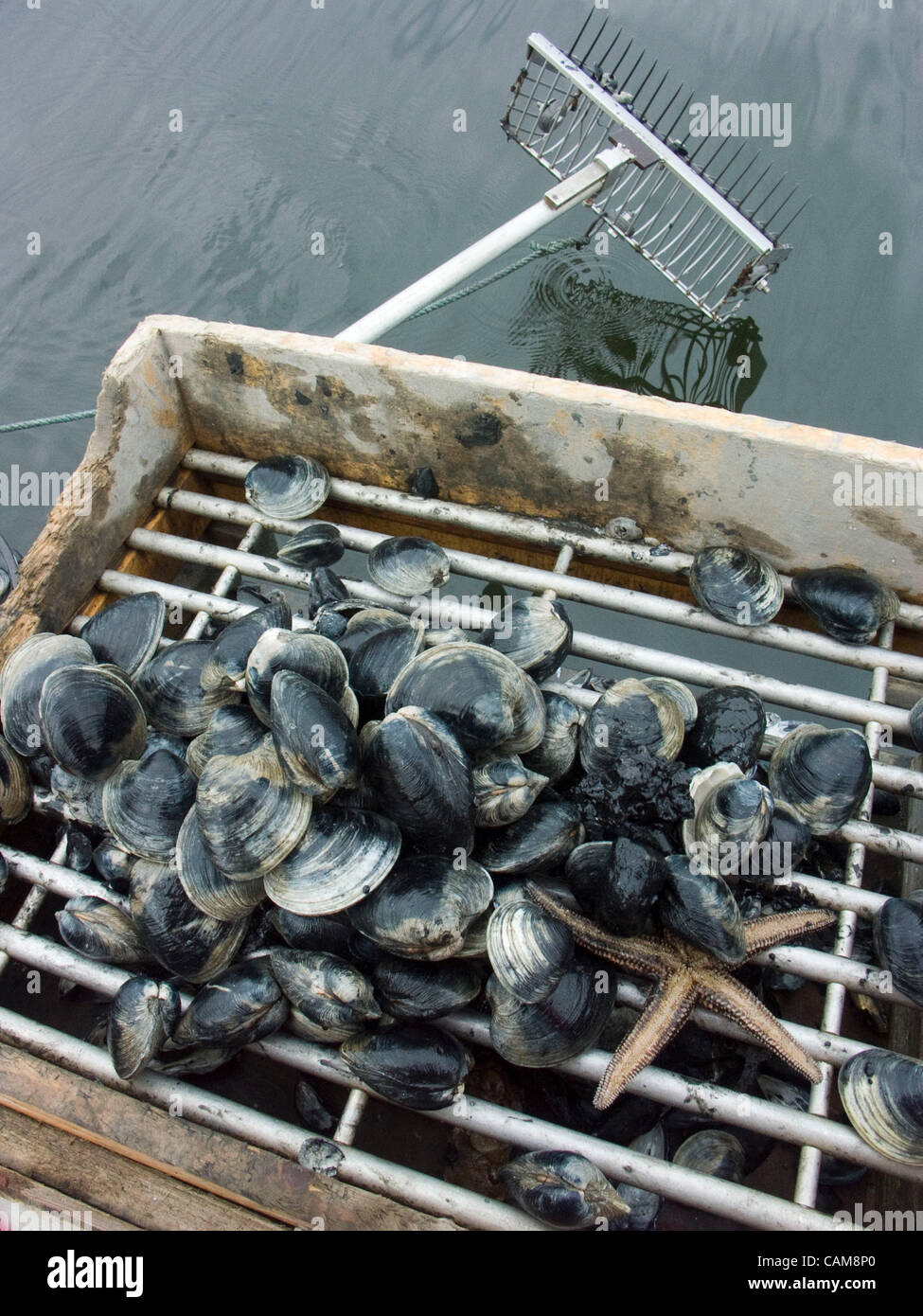 Quahogs High Resolution Stock Photography and Images - Alamy