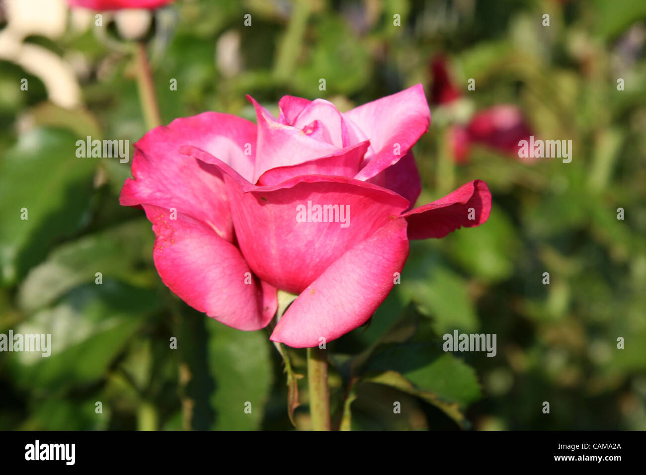 Sep 03, 2007 - Newport Coast, CA, USA - A perfect, pristine pink rose ...