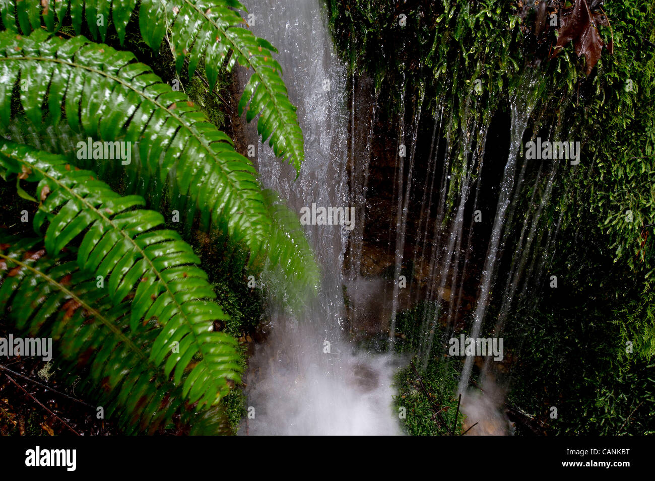 March 31, 2012 - Elkton, Oregon, U.S - A rain swollen season waterfall ...