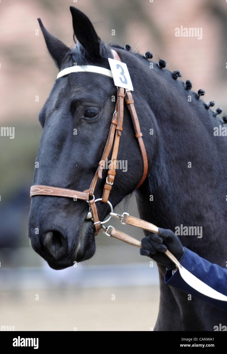 Spring auction of oldkladrubs horses in National stud in Kladruby nad ...