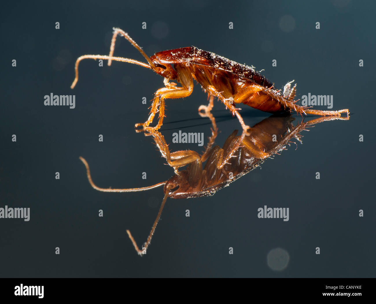 Cockroaches on food hi-res stock photography and images - Alamy