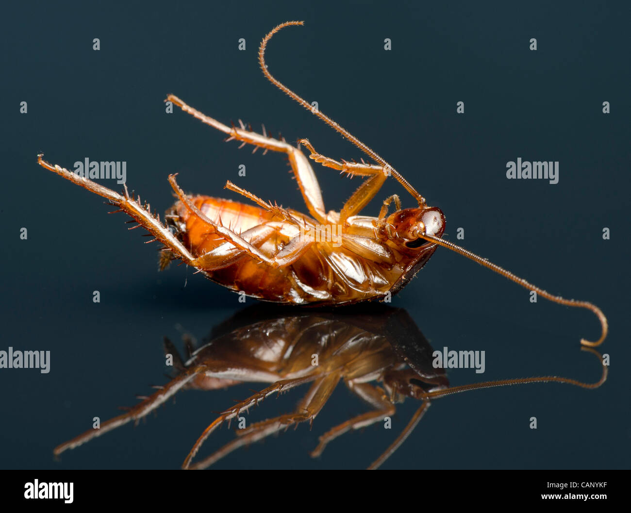 Cockroaches on food hi-res stock photography and images - Alamy