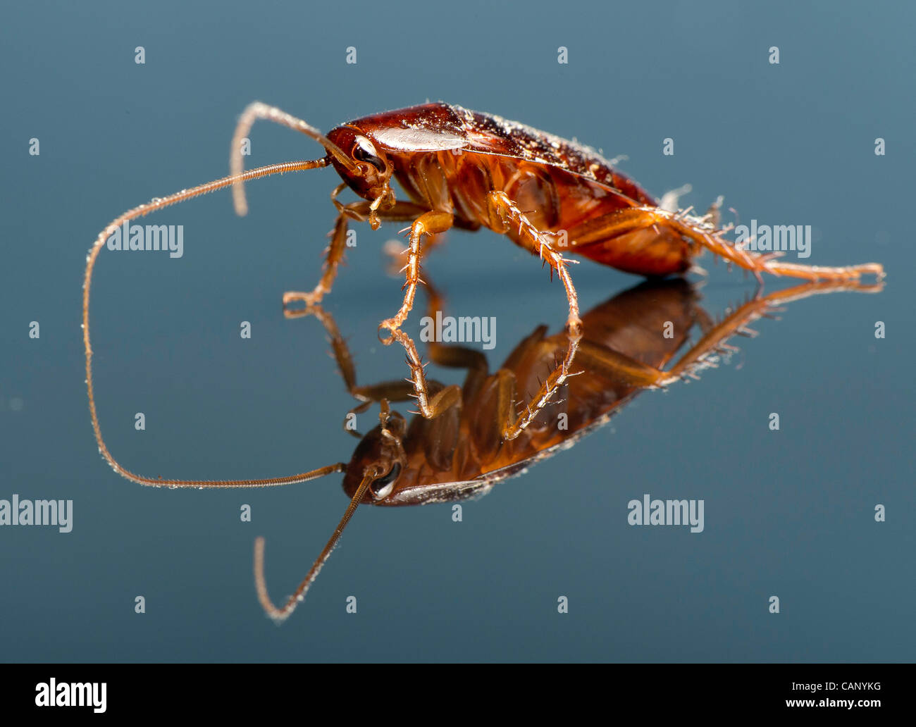 Cockroaches on food hi-res stock photography and images - Alamy