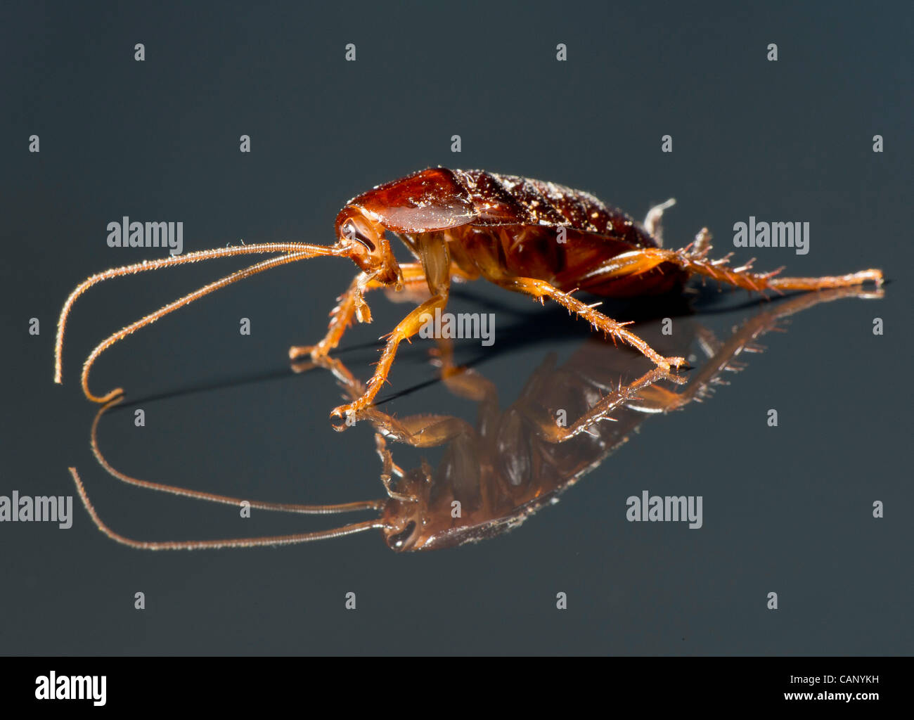 Cockroaches on food hi-res stock photography and images - Alamy