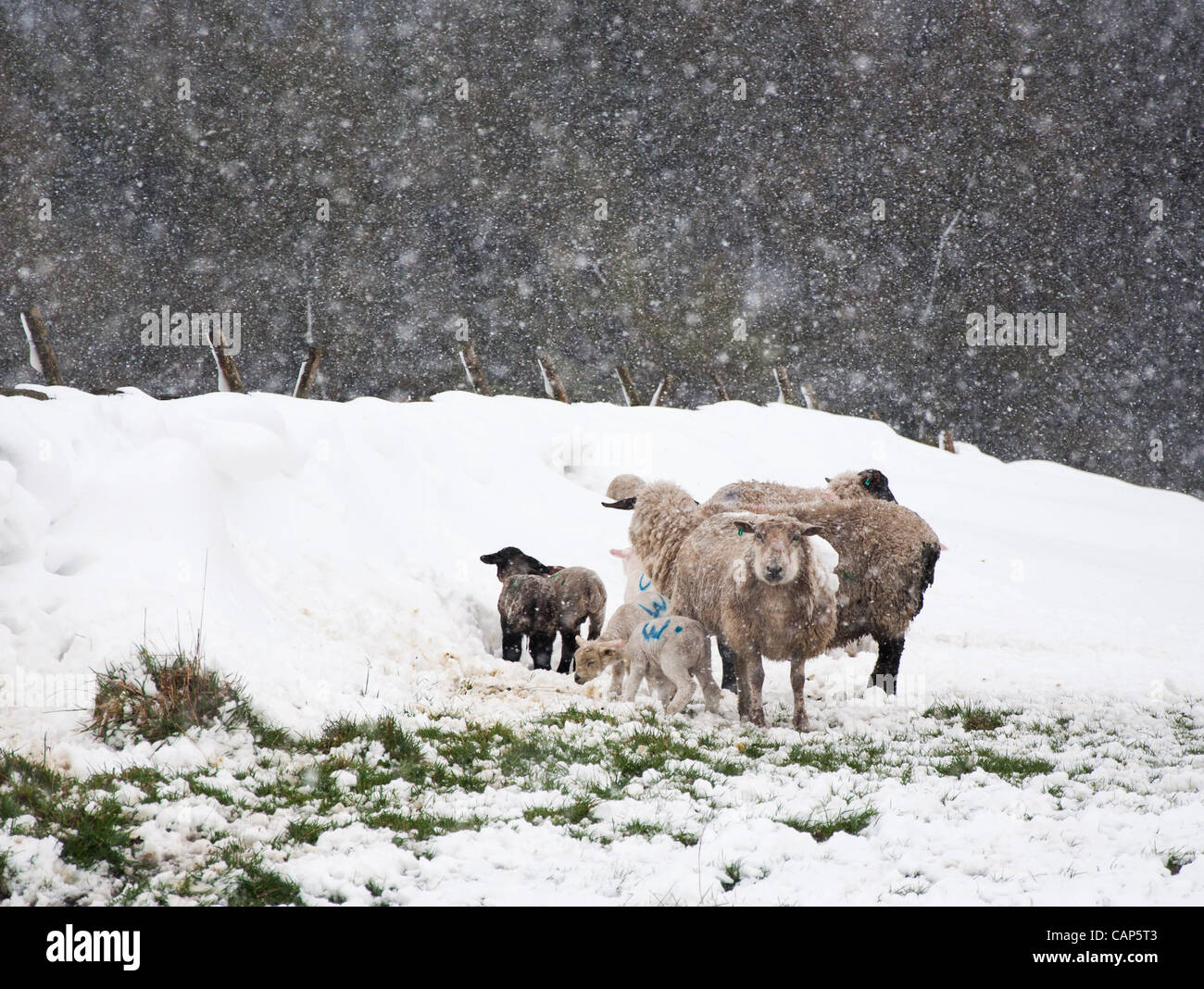 Sheep in snow blizzard shelter hi-res stock photography and images - Alamy