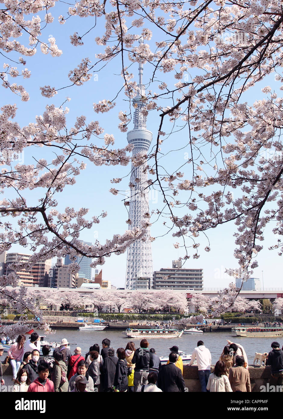 April 8, 2012 - Tokyo, Japan - The Tokyo Sky Tree is is framed by ...