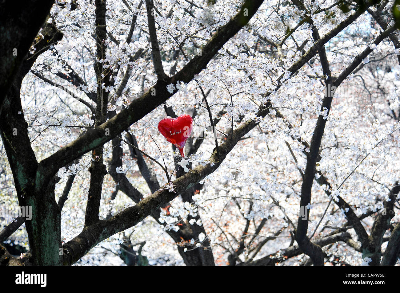 Balloon stuck branch hi-res stock photography and images - Alamy