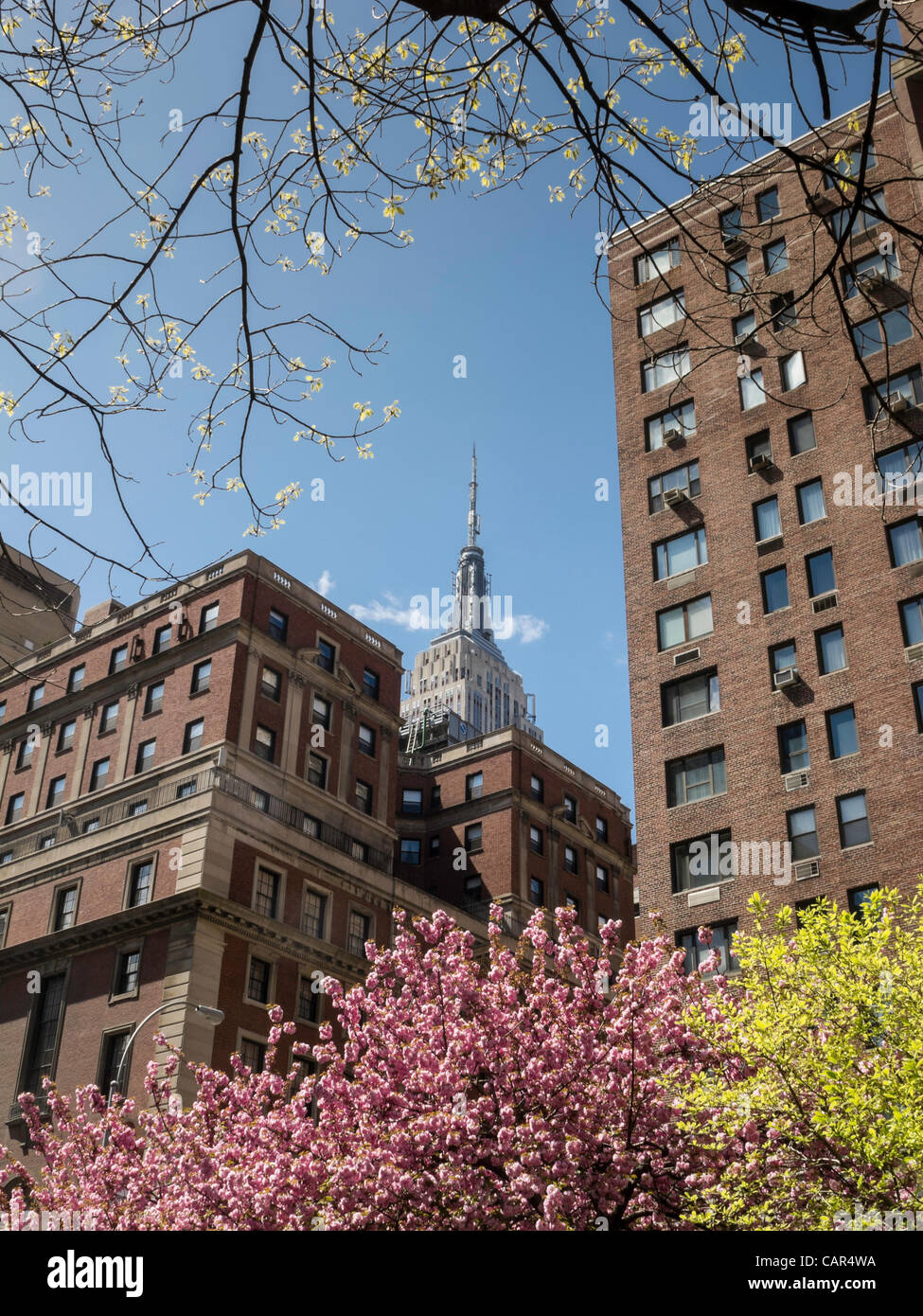 New York, NY - 9 Apr 2012 - Cherry trees are in full bloom along Park ...