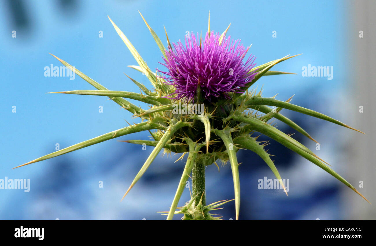 April 10, 2012 - Jerusalem, Jerusalem, Palestinian Territory - Flowers ...