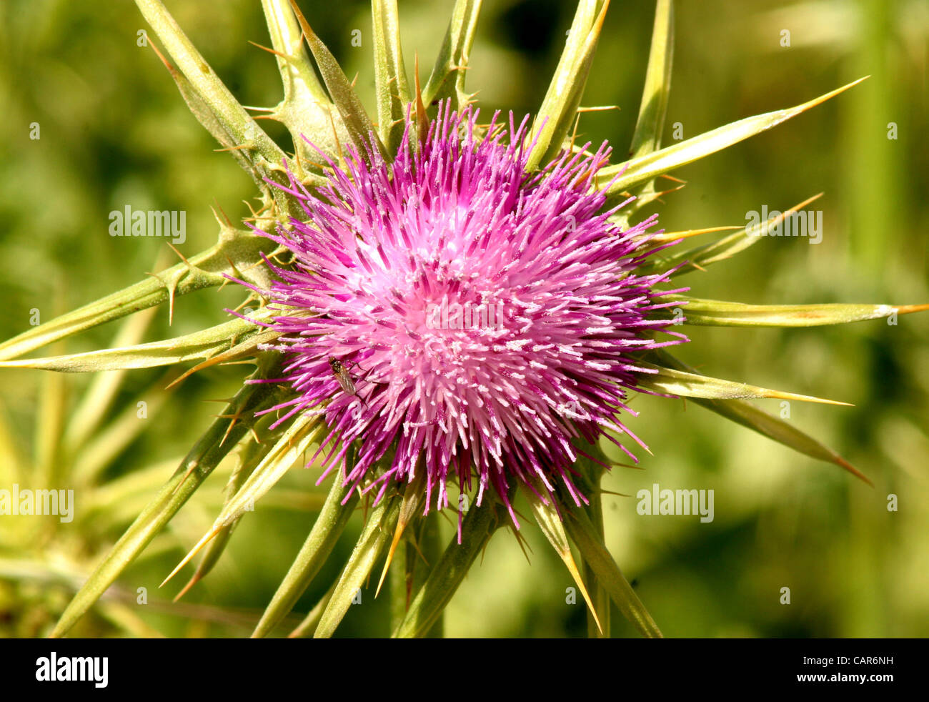 April 10, 2012 - Jerusalem, Jerusalem, Palestinian Territory - Flowers ...