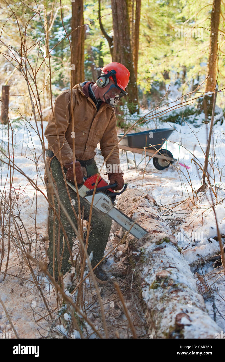 USDA Forest Service employee with chainsaw cutting felled hazard tree ...