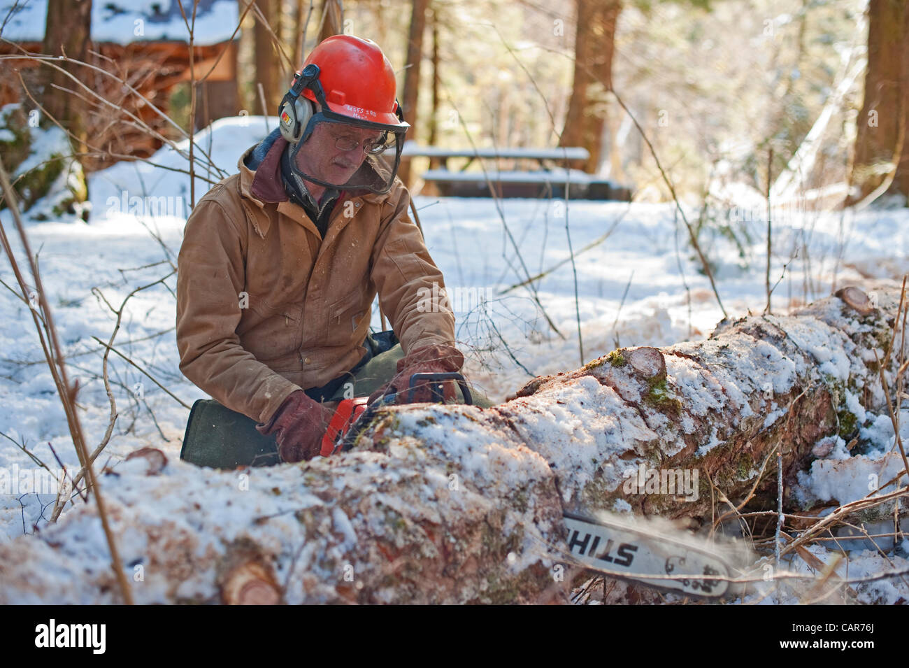 USDA Forest Service employee with chainsaw cutting felled hazard tree ...