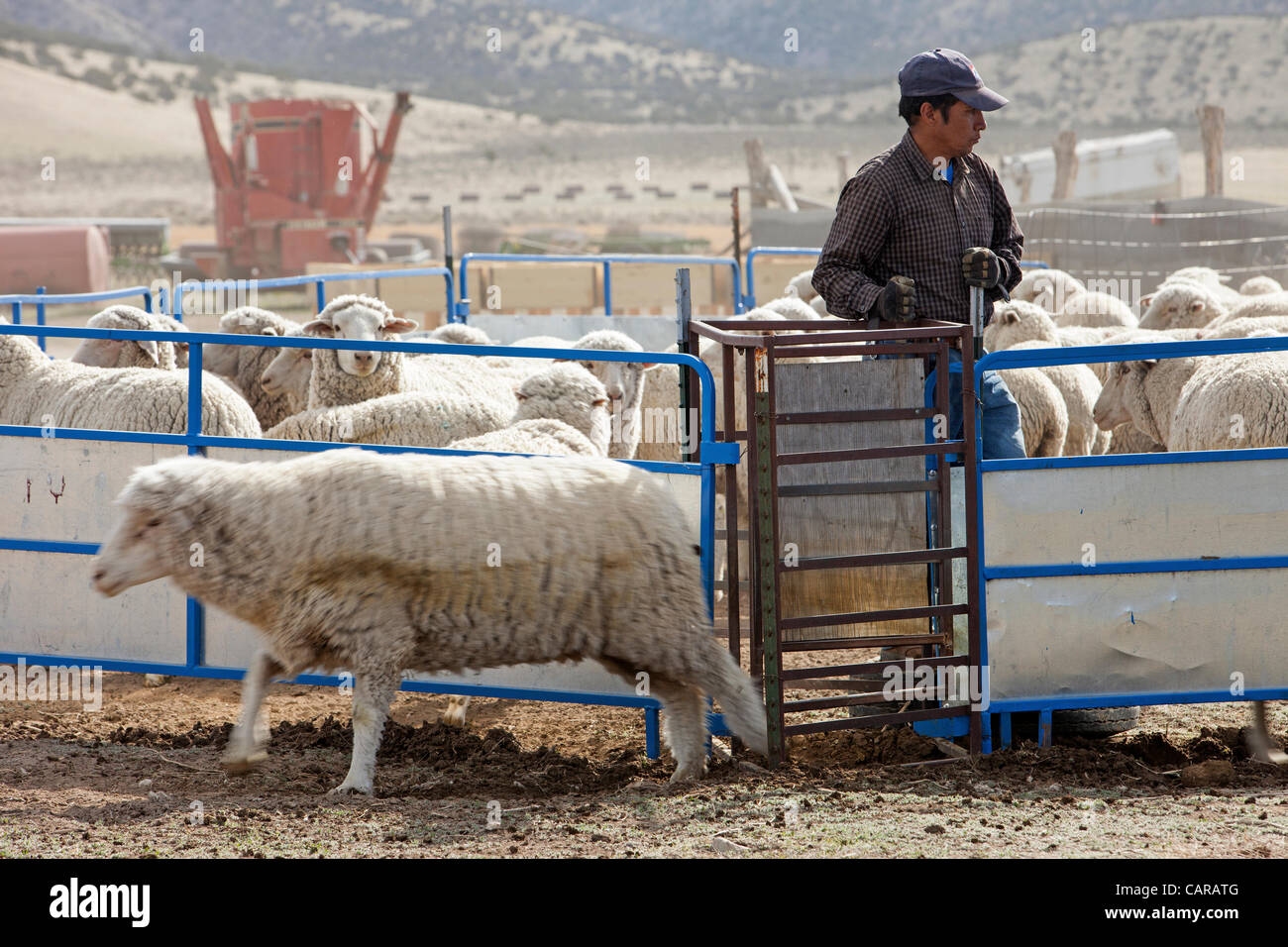 Sheep being sheared during annual spring lamb season. Collection of ...