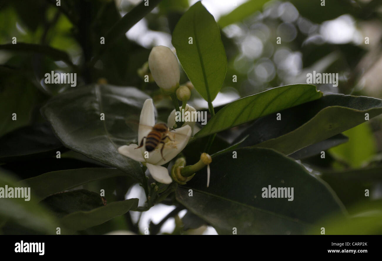 April 15, 2012 - Nablus, West Bank, Palestinian Territories - Insects ...