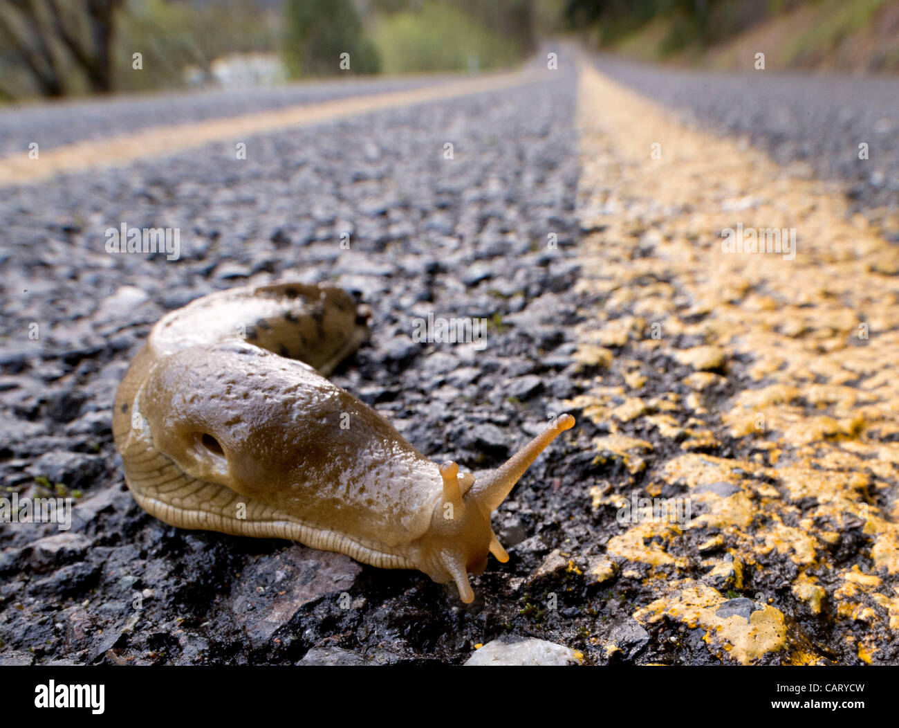 April 16, 2012 - Elkton, Oregon, U.S - A large Pacific banana slug ...
