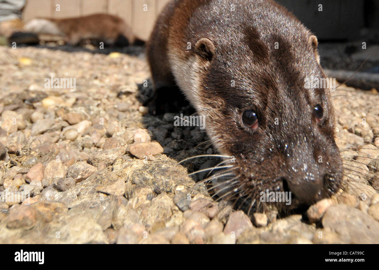 River otter, one of the inmates of the Rescue station for injured and ...