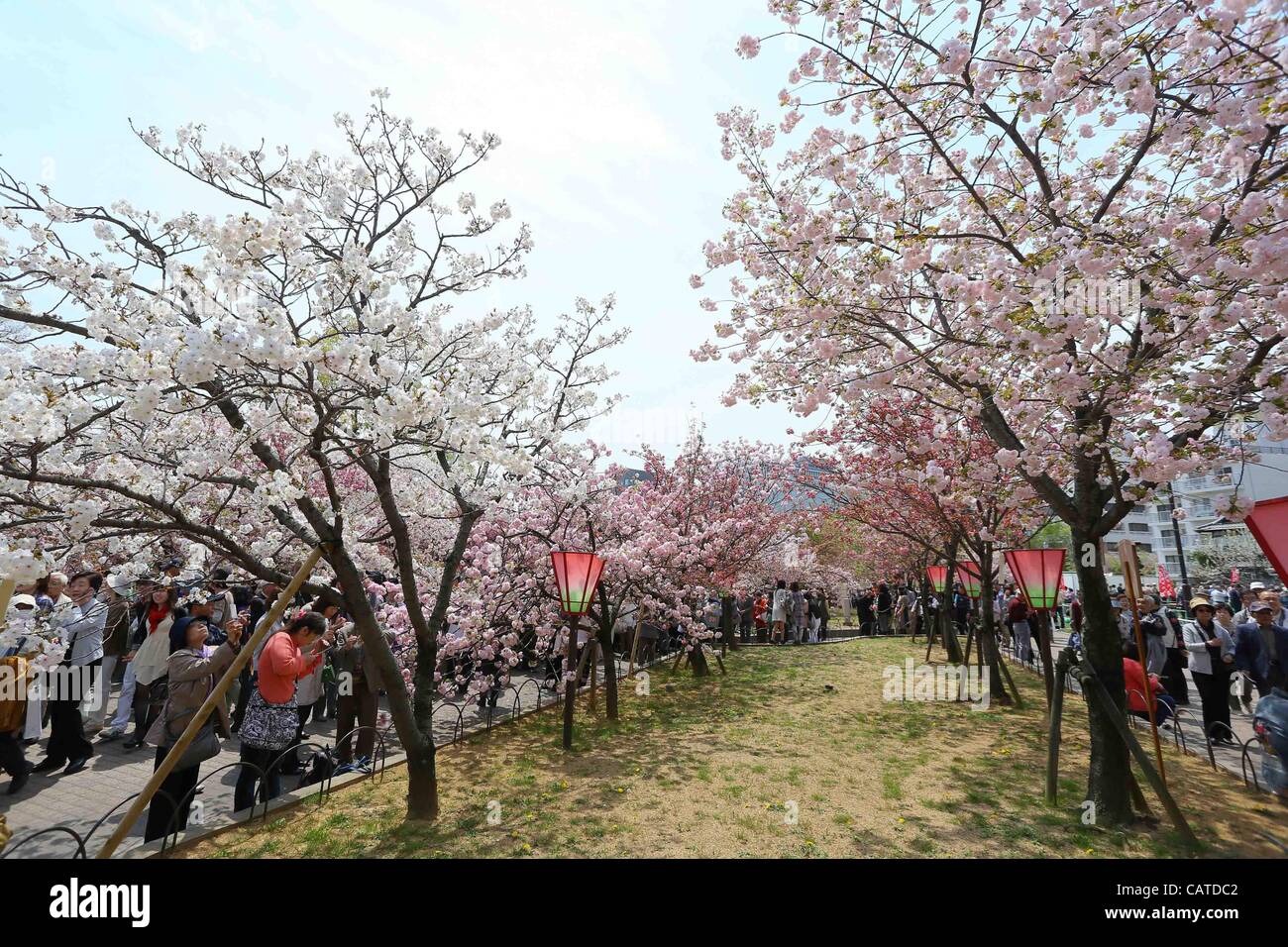 April 19, 2012, Osaka, Japan - Visitors walk amid cherry blossom trees ...