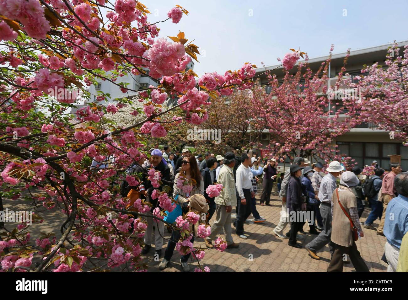 April 19, 2012, Osaka, Japan - Visitors walk amid cherry blossom trees ...