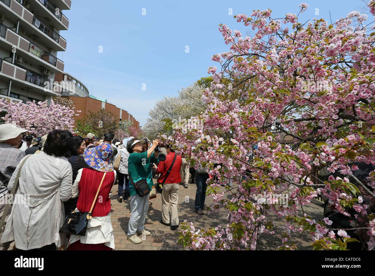 April 19, 2012, Osaka, Japan - Visitors walk amid cherry blossom trees ...