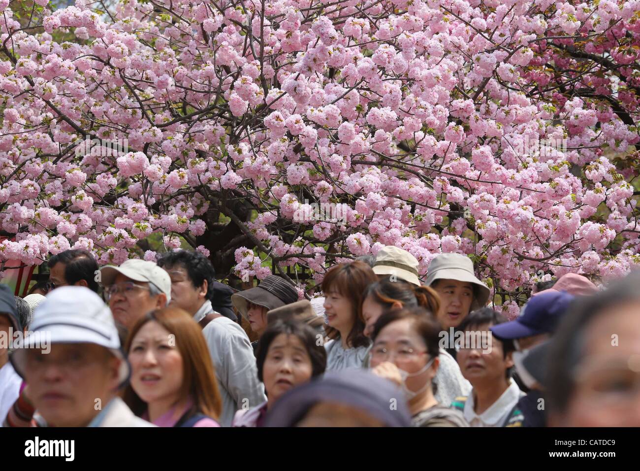 April 19, 2012, Osaka, Japan - Visitors walk amid cherry blossom trees ...