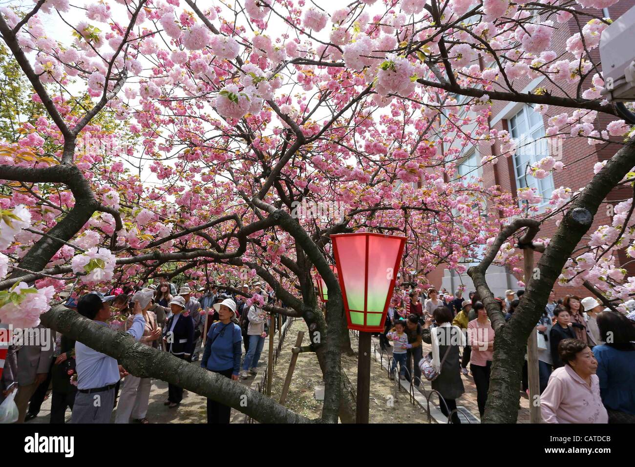 April 19, 2012, Osaka, Japan - Visitors walk amid cherry blossom trees ...